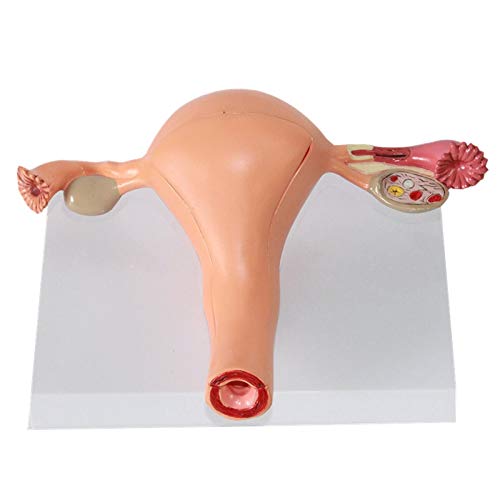 Female Genital Anatomy Model Uterus Ovary Genitourinary Medical ...
