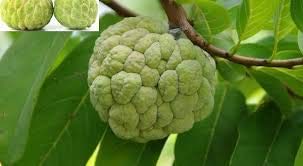 BALANAGAR SEETHAPAL PLANTS : Amazon.in: Garden & Outdoors