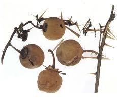 Buy Xetomos Solanum Xanthocarpum Kandankathiri Kateli Yellow Fruit ...