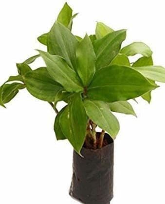 Costus Igneus Insulin Plant – Thick Leaf Medicinal Herb for Tropical ...