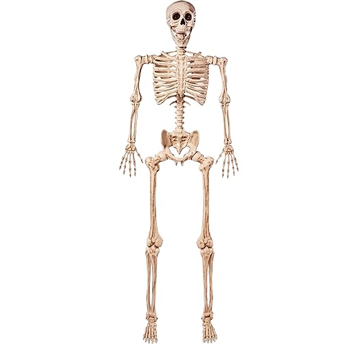 10 Mejores Esqueleto Humano Real 2024. Mi Experiencia y Opiniones.