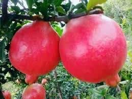 Super Red Bhagwa Anar Hybrid Pomegranate, Bedana Live Plant Original ...