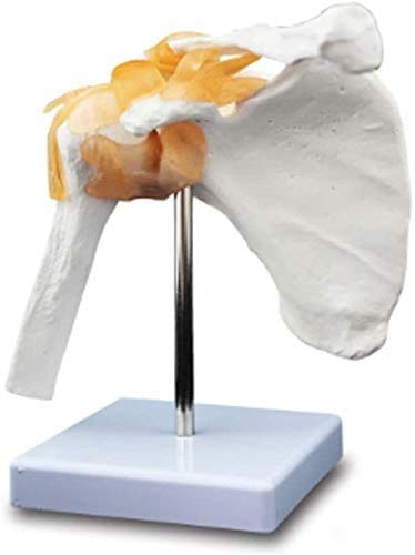 Anatomy Of Articulation Model Of Shoulder Human Anatomical Model Size ...