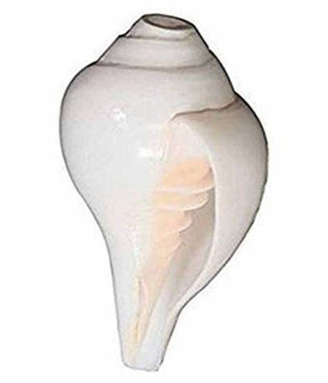 JINALI GEMS Blowing Shankh Shankh for Pooja, Blowing Original, Temple ...
