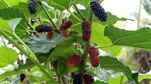 SelfLine | Shahtoot/Mulberry Grafted Fruit Plant : Amazon.in: Garden ...