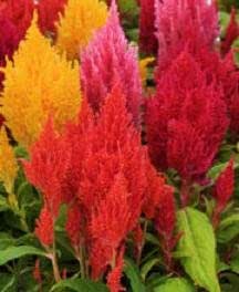 Amazon.com : Celosia First Flame Mix 1,000 Seeds : Patio, Lawn & Garden