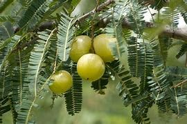 Phyllanthus emblica/amloki/amalaki Awla Plant Original Variety Healthy ...