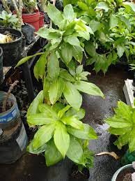 Insulin tree live plant (Pack of 1 Live plant) : Amazon.in: Garden ...