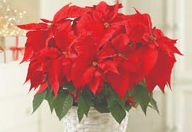 All Season Gardens Healthy Live Plant Rare Grafted Dark Red Mo-santa ...