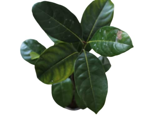 MM Nursery J33 Jackfruit plant : Amazon.in: Garden & Outdoors