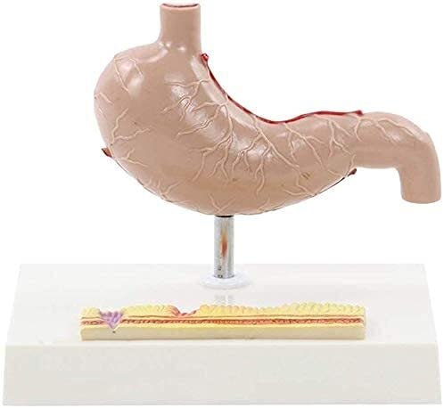 Anatomia Real Do Estomago Sistema Digestório : Anatomia Normal