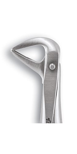 Amazon.com: Dental Oral Surgery Extraction Forceps Lower Anteriors and ...