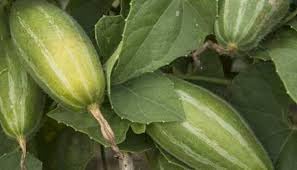 16 Seeds, Parwal seeds hybrid, High germination : Amazon.in: Garden ...