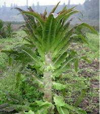 Rare 100 + cimelio organici CELTUCE/WOSUN Spesso staminali semi di ...