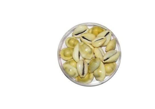 Buy Generic Natural Sea Shell Kaudi Shells (White and Yellow) -21 ...