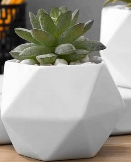 Crazy Pots Diamond Shape Ceramic Planter - Pot for Your Home Decor ...