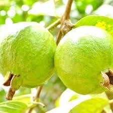 GREEN WORLD. VNR Bihi Guava Amrood Layering/Grafted Guava Fruit Plant ...