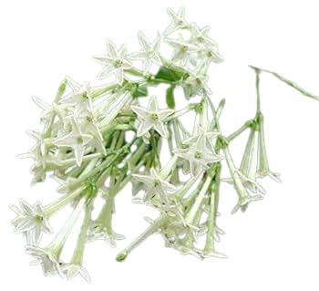 Flower Plant Raat Ki Rani Night Blooming Jasmine Queen Of The Night ...