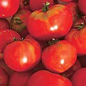 Amazon.com : Oregon Spring Tomato - 75 Seeds/ 200 Milligrams - Garden ...