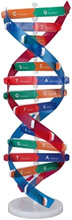 Amazon.com: Human DNA Model Colorful Double Spiral Assemble Model ...