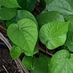 SANJU betel leaf (pan pata) tree plant Pack Off 1 : Amazon.in: Garden ...