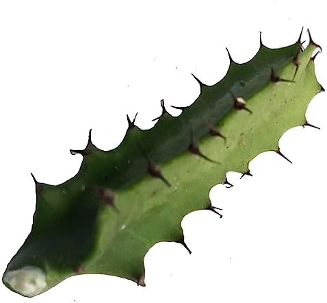 Amazon.com : Organic Cathedral Cactus Plant (Euphorbia trigona) Cutting ...