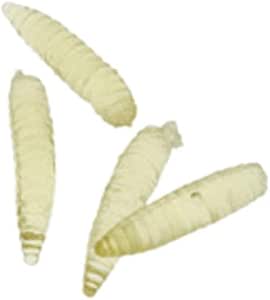 Amazon.com: 212 Main 4 in. Glowing Maggots Toy : Toys & Games