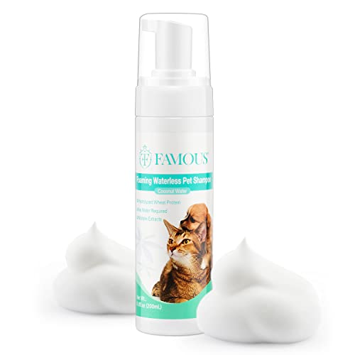 Cat Dry Shampoo – The 15 best products compared - Wild Explained