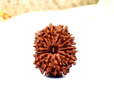 Royal Gems Best Origin 13 Mukhi Rudraksha Original Certified Nepali ...