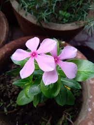 Sadabahar flower plant | plant saplings (pack of 2) : Amazon.in: Garden ...