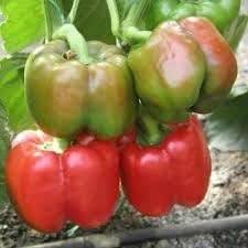 Amazon.com : Red Knight F1 Bell Pepper Seeds - 25/50/100 Seed Count ...