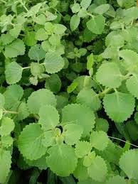 Panikoorka leaf plant | plant for panikoorka leaf | pack of 1 : Amazon ...