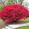 Amazon.com : Burning Bush Shrub 8-12" Clump in Height in a 4" Cup ...