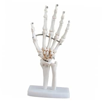 Amazon.com: MAGICLULU Hand Skeleton Model Articulating Joints Human ...