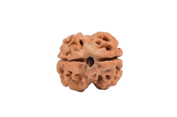 Vdesign Dwimukhi Rudraksha Original Certified 2 Mukhi GOL Dana ...