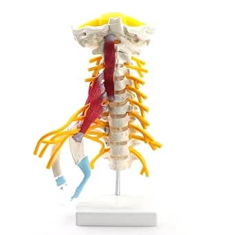 Human Cervical Spine Model, Arterial Occipital Intervertebral Disc ...