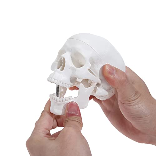Snapklik.com : MIIRR Mini Human Skull Model -Small Skeleton Head Skull ...