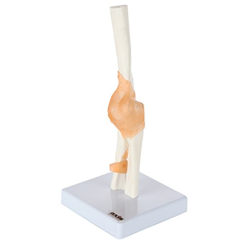 Includes Base for Display and Interaction Life-Size Flexible Elbow ...