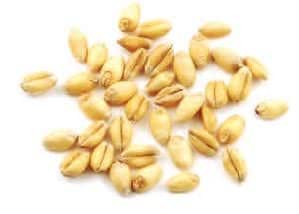 Amazon.com : Wheat Kernel Soft - 5 Lbs : Grocery & Gourmet Food