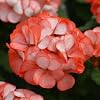 Amazon.com : Orange Ice Geranium Flower Seed 50 Stratified Seeds ...