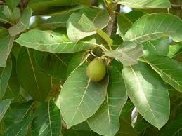 Mahua (Madhuca Longifolia) Live Plant : Amazon.in: Garden & Outdoors