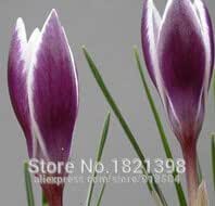 Amazon.com : 50pcs / bag ,Crocus sativus seeds , potted seed, flower ...