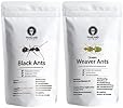 Amazon.com : Thailand Unique Black Ants Salted, Black Ant Eggs & Queen ...