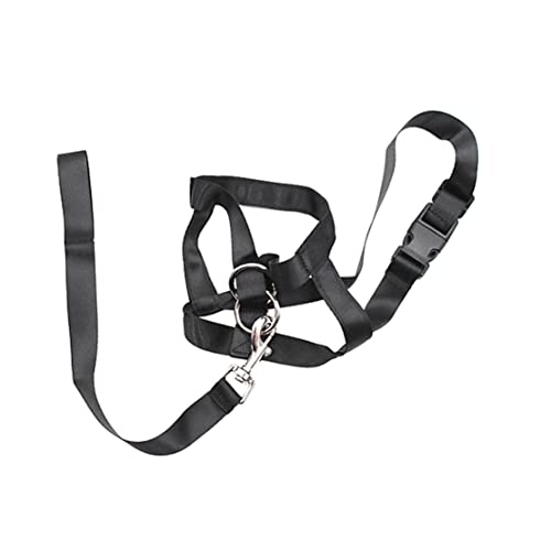 Kopfhalter Hund – Die 15 besten Produkte im Vergleich ...