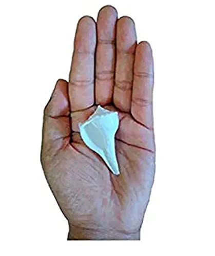 Buy Aashita Creations Original Small Size Lakshmi Valampuri Sangu Conch ...