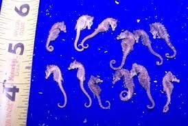 Six (6) Real Dried Seahorse Seahorses Under 1" inch Captive Bred Common ...