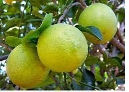 RADHA RANI PLANT HOUSE- Vietnam Sweet Malta Bari All Time Mosambi Plant ...