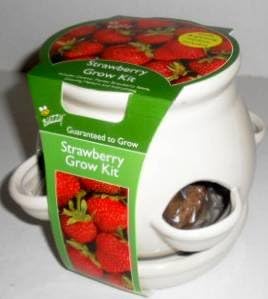Amazon.com: Buzzy Strawberry Grow Kit with Ceramic Planter : Everything ...
