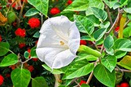Plants Point Medicinal Clitoria Ternatea Shankhpushpi Live Plant ...