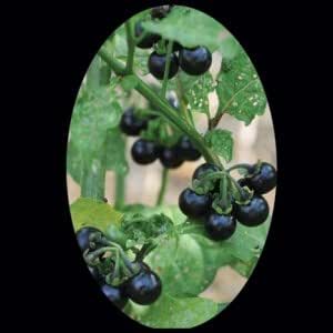 Amazon.com : Chichiquelite Huckleberry Garden Berry Seeds : Lawn And ...